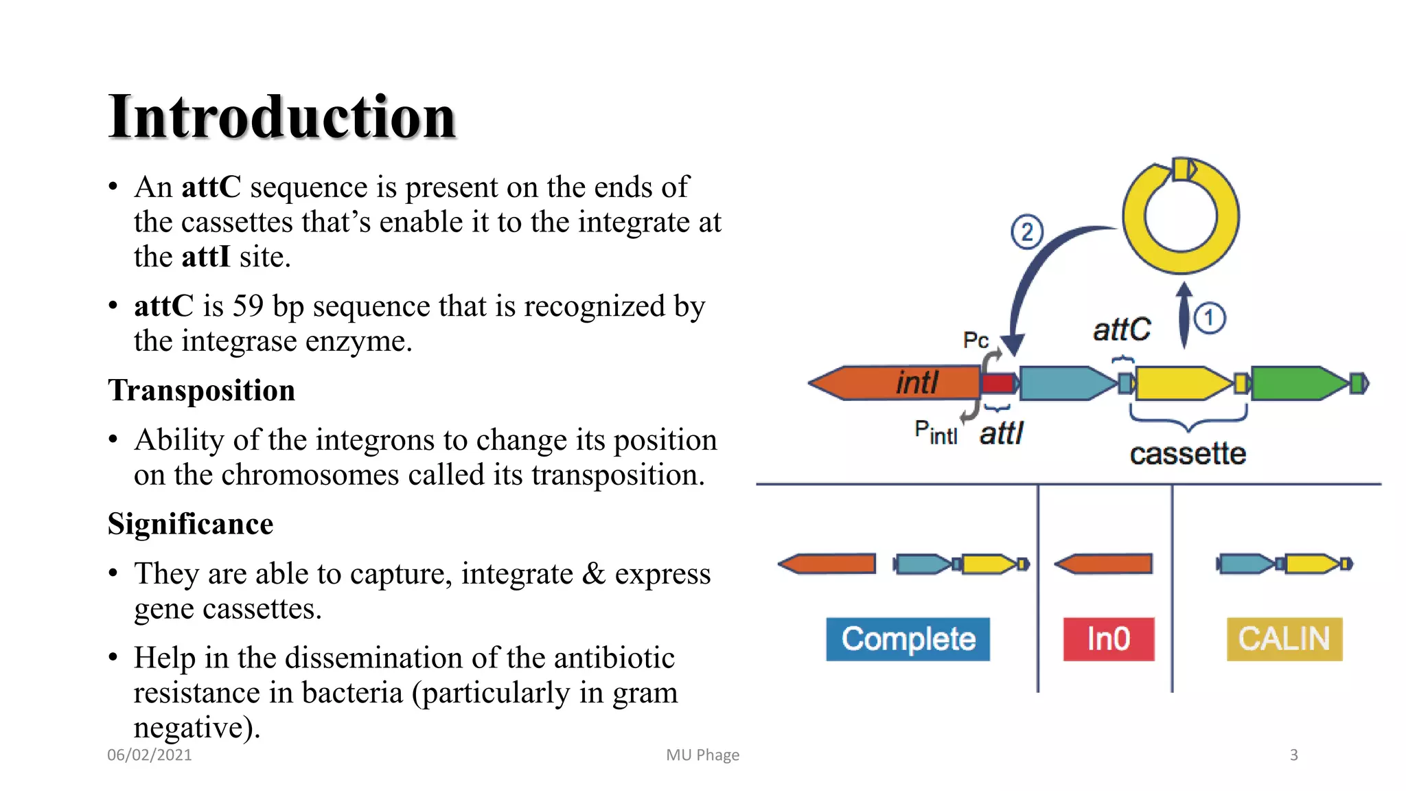 Mu phage | PPTX