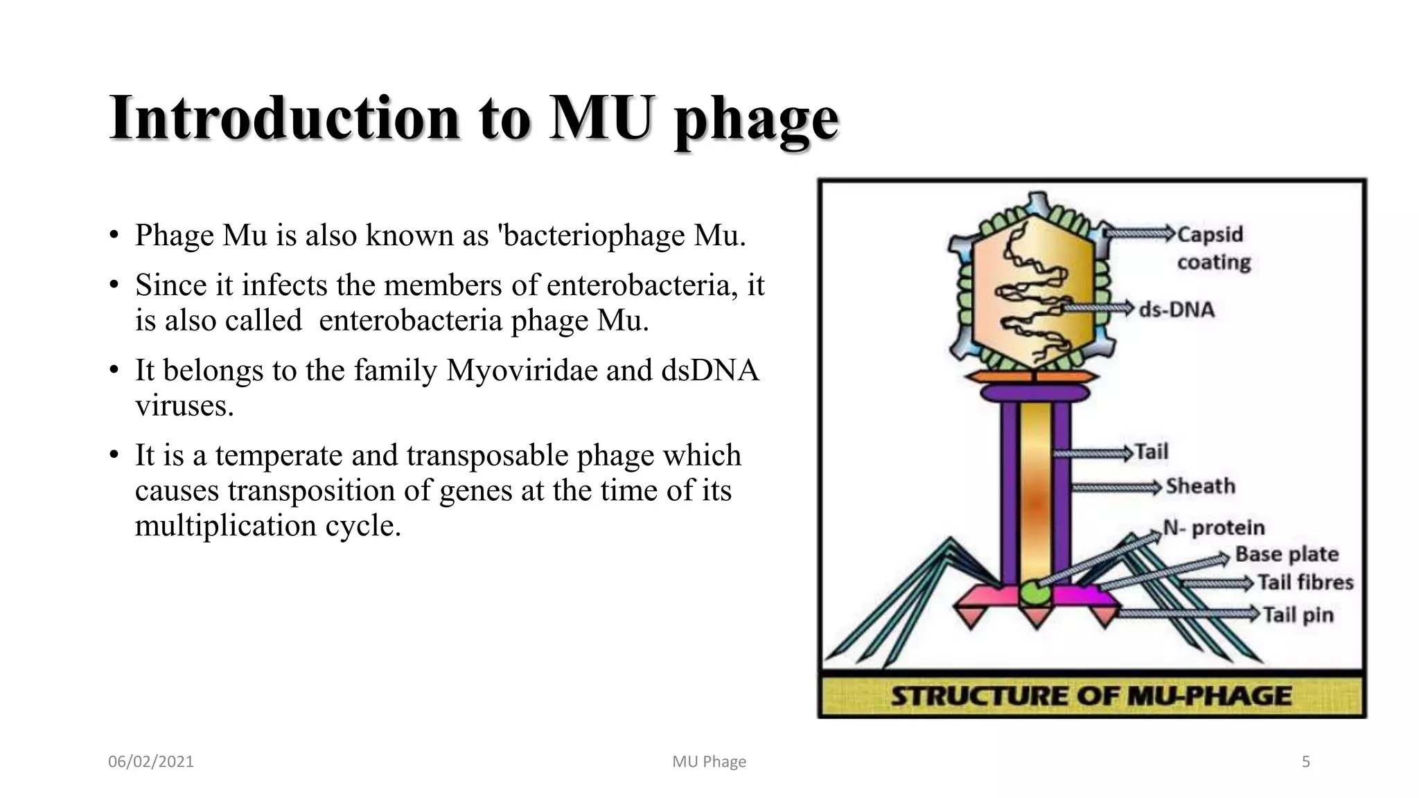 Mu phage | PPTX