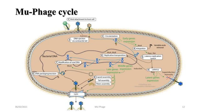 Mu phage | PPTX