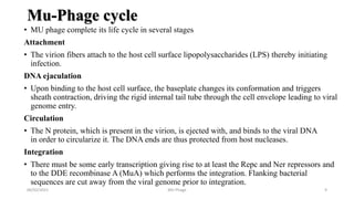 Mu phage | PPTX