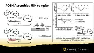University of Missouri - Columbia, POSH Inhibitor-Based Cancer Therapy ...