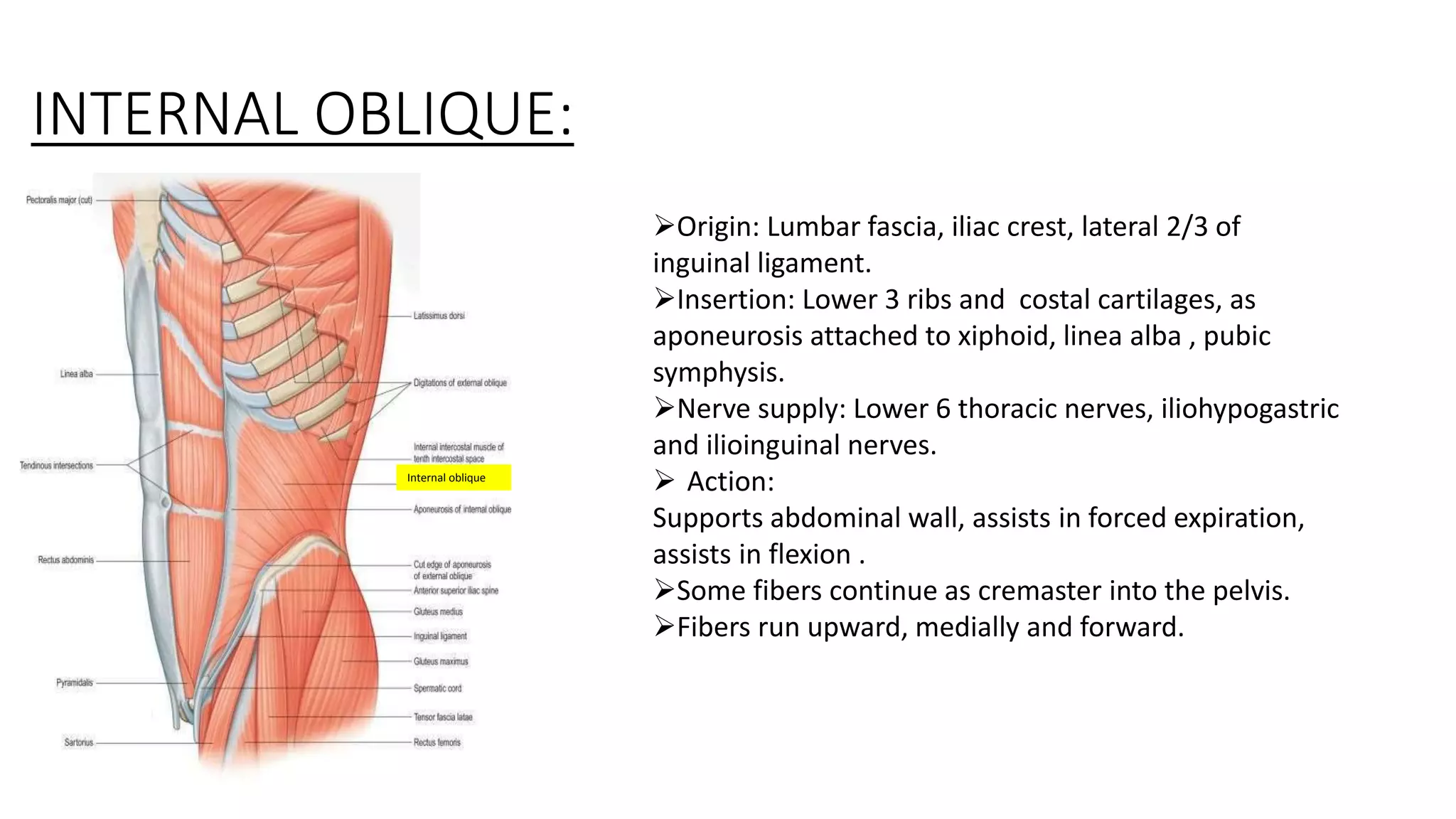 ANTERIOR ABDOMINAL WALL | PPTX