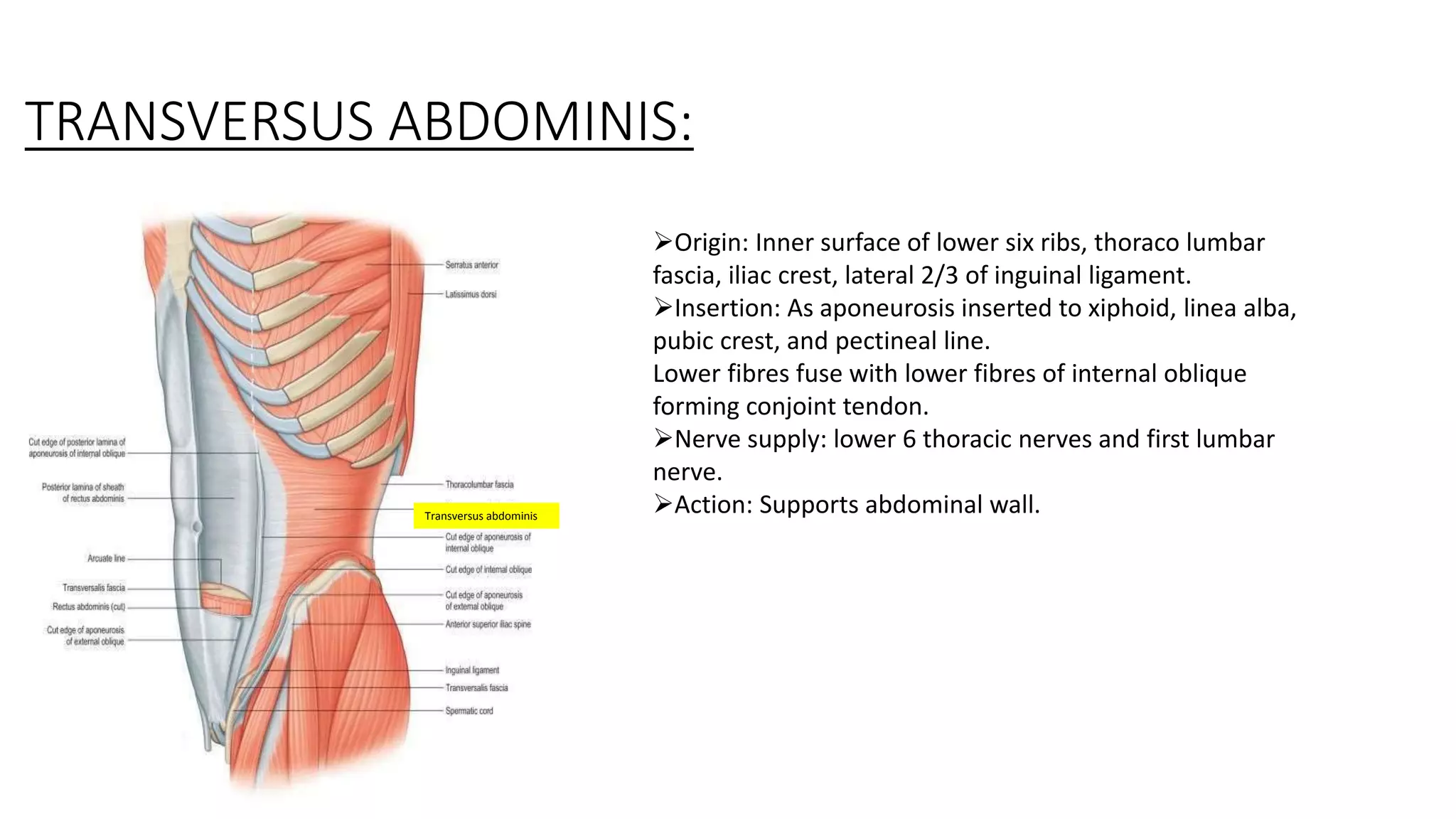 ANTERIOR ABDOMINAL WALL | PPTX