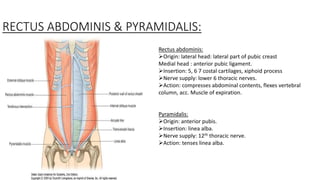 ANTERIOR ABDOMINAL WALL | PPTX
