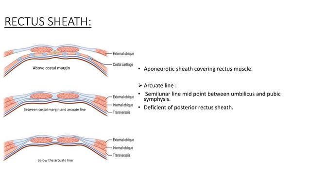 ANTERIOR ABDOMINAL WALL | PPTX