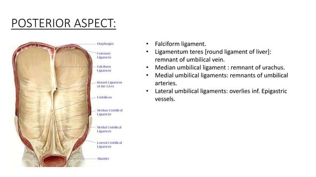 ANTERIOR ABDOMINAL WALL | PPTX