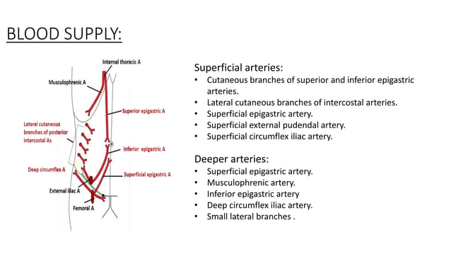 ANTERIOR ABDOMINAL WALL | PPTX
