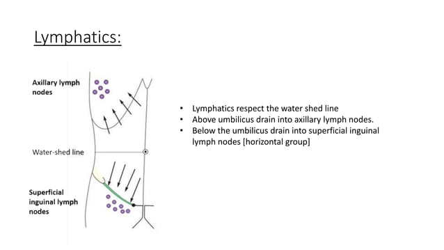 ANTERIOR ABDOMINAL WALL | PPTX