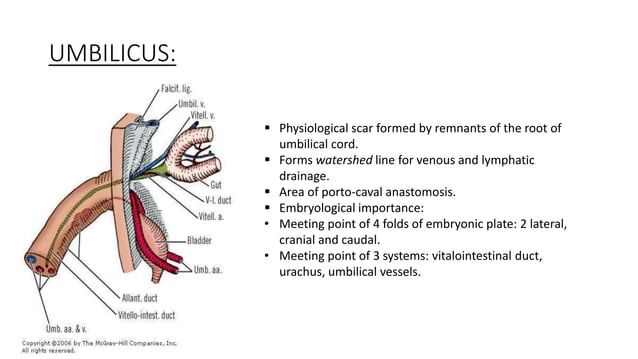 ANTERIOR ABDOMINAL WALL | PPTX