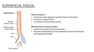 ANTERIOR ABDOMINAL WALL | PPTX