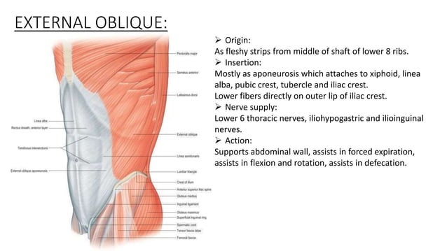 ANTERIOR ABDOMINAL WALL | PPTX