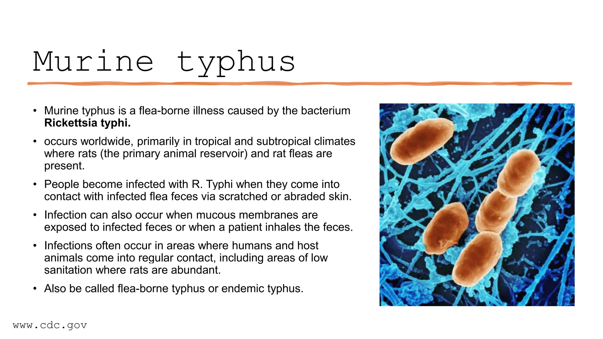 Murine Typhus presentationMurine typhus is a flea-borne illness caused ...
