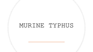 Murine Typhus presentationMurine typhus is a flea-borne illness caused ...