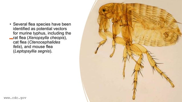 Murine Typhus presentationMurine typhus is a flea-borne illness caused ...
