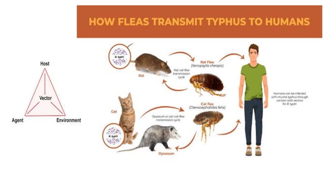 Murine Typhus presentationMurine typhus is a flea-borne illness caused ...