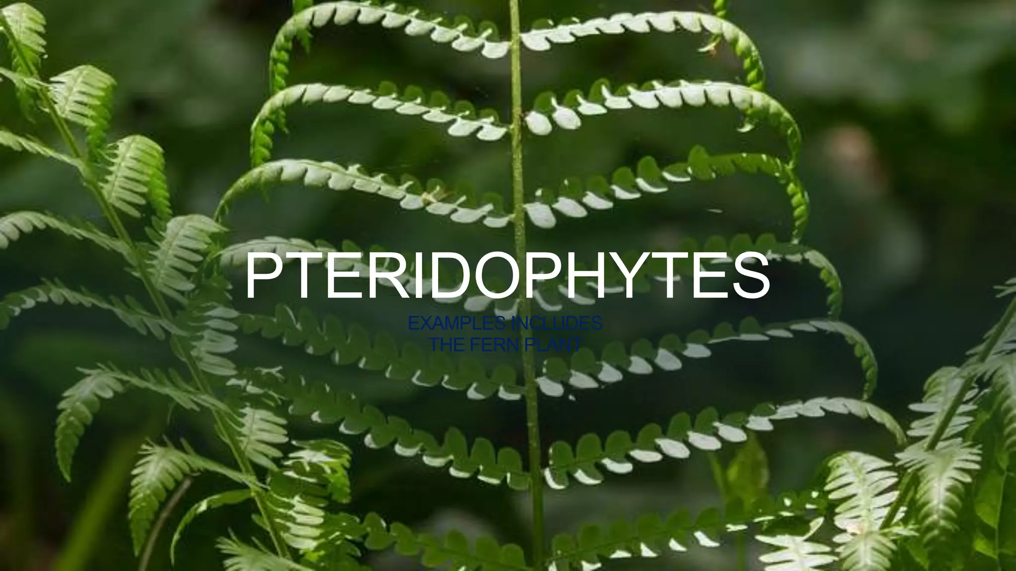 Murivhami RV plant division power point presentation.pptx