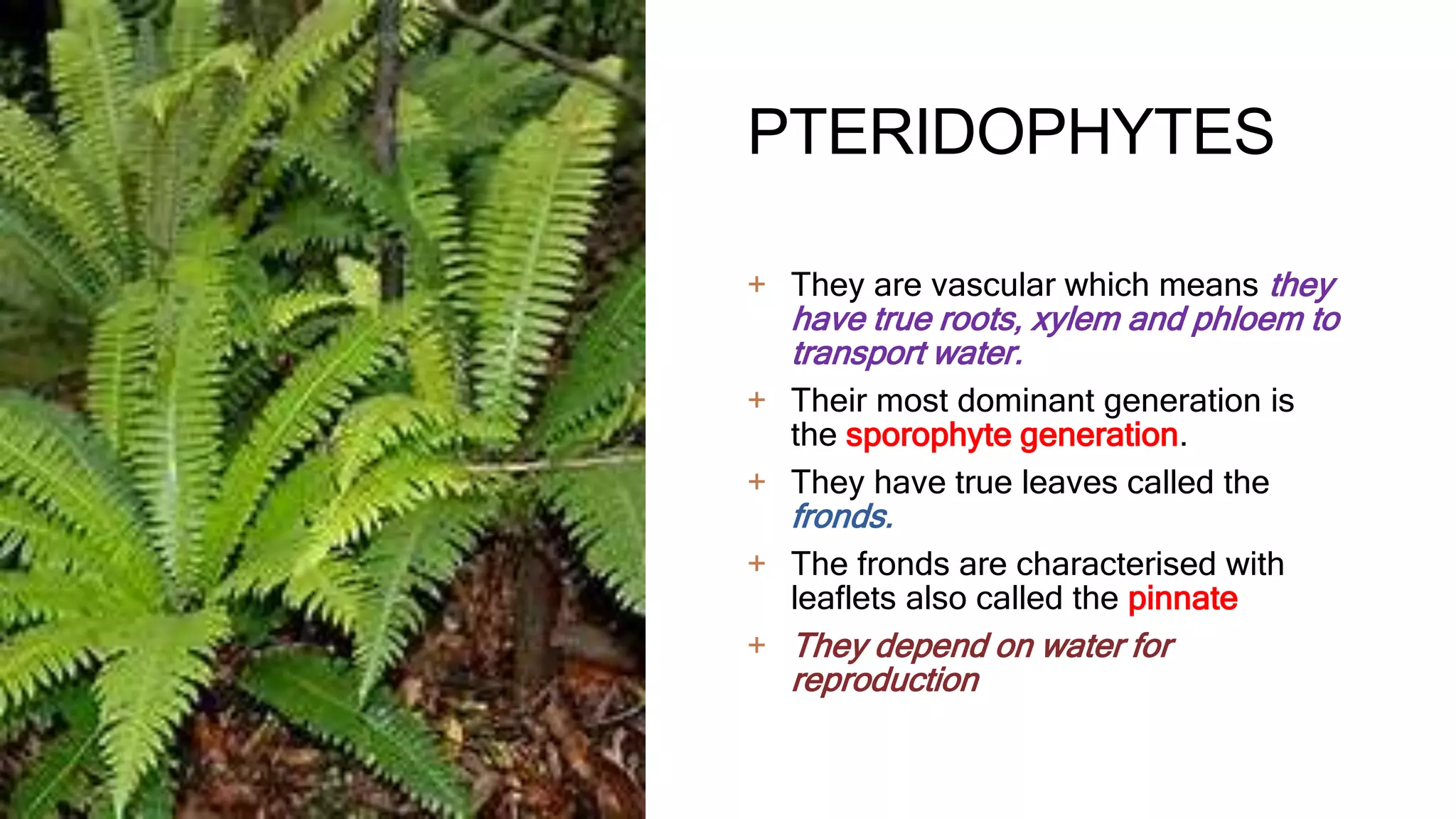 Murivhami RV plant division power point presentation.pptx