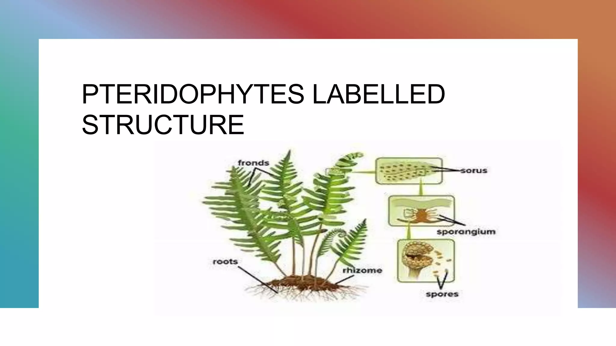 Murivhami RV plant division power point presentation.pptx
