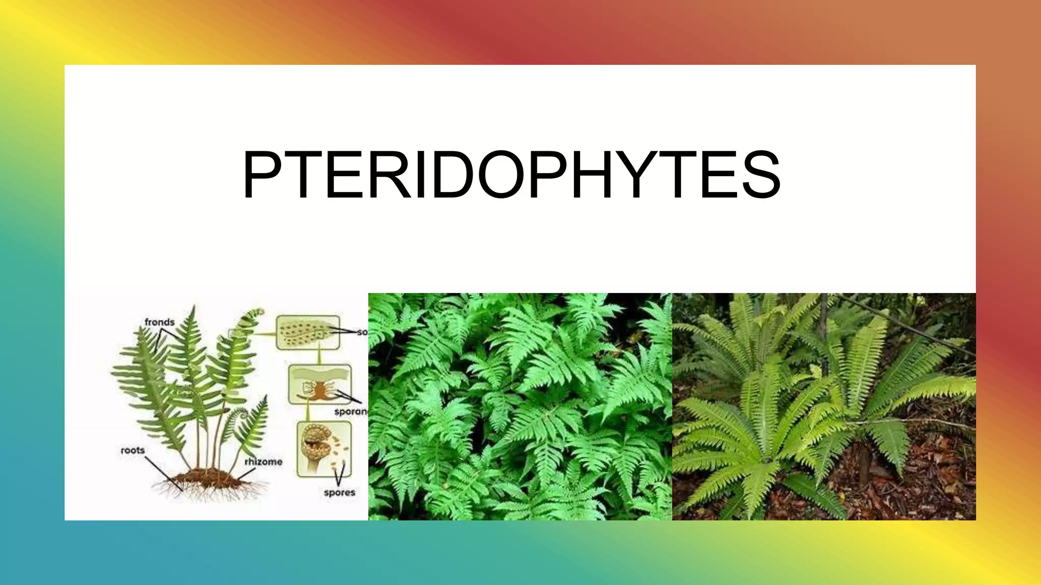 Murivhami RV plant division power point presentation.pptx