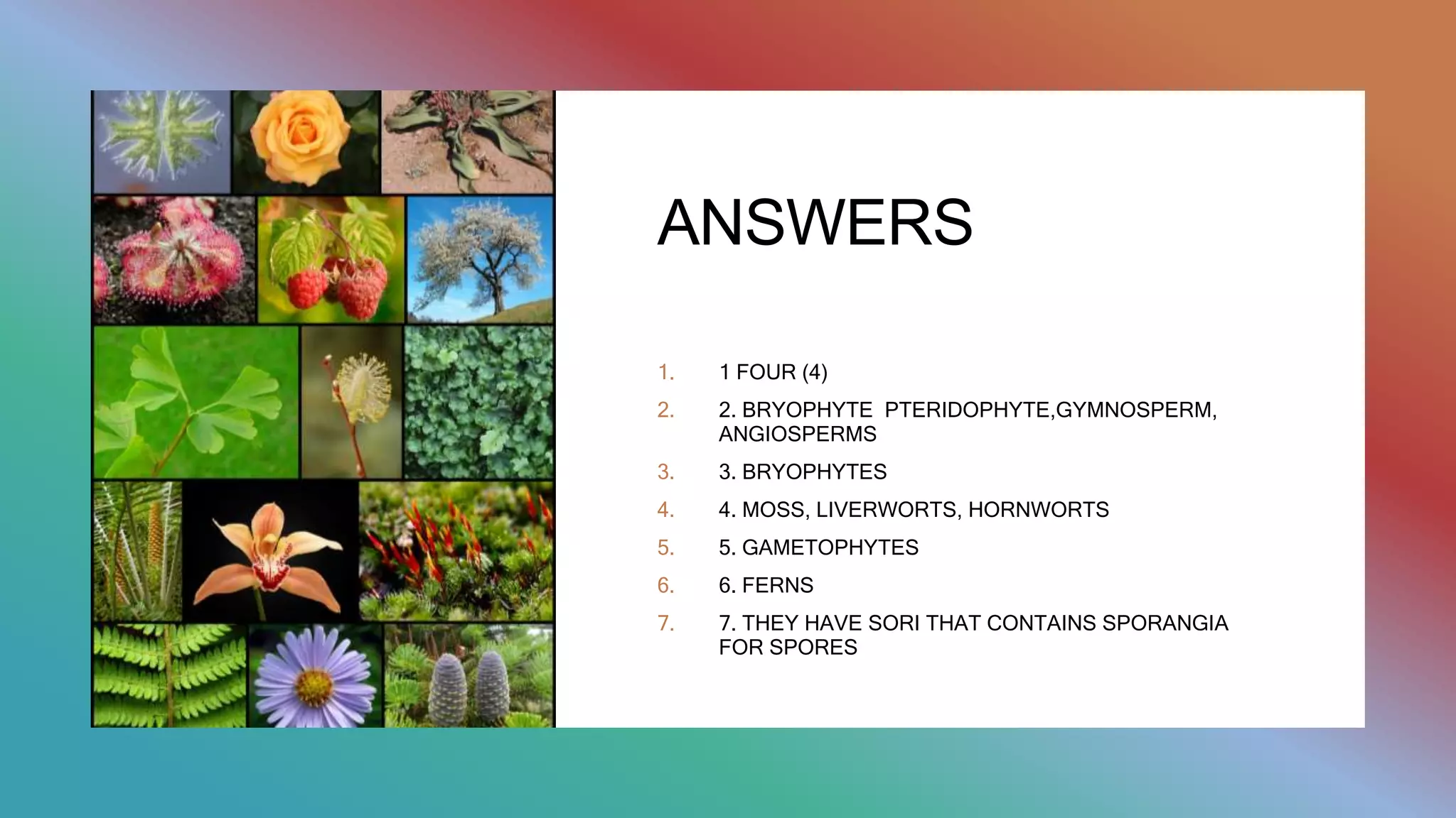 Murivhami RV plant division power point presentation.pptx