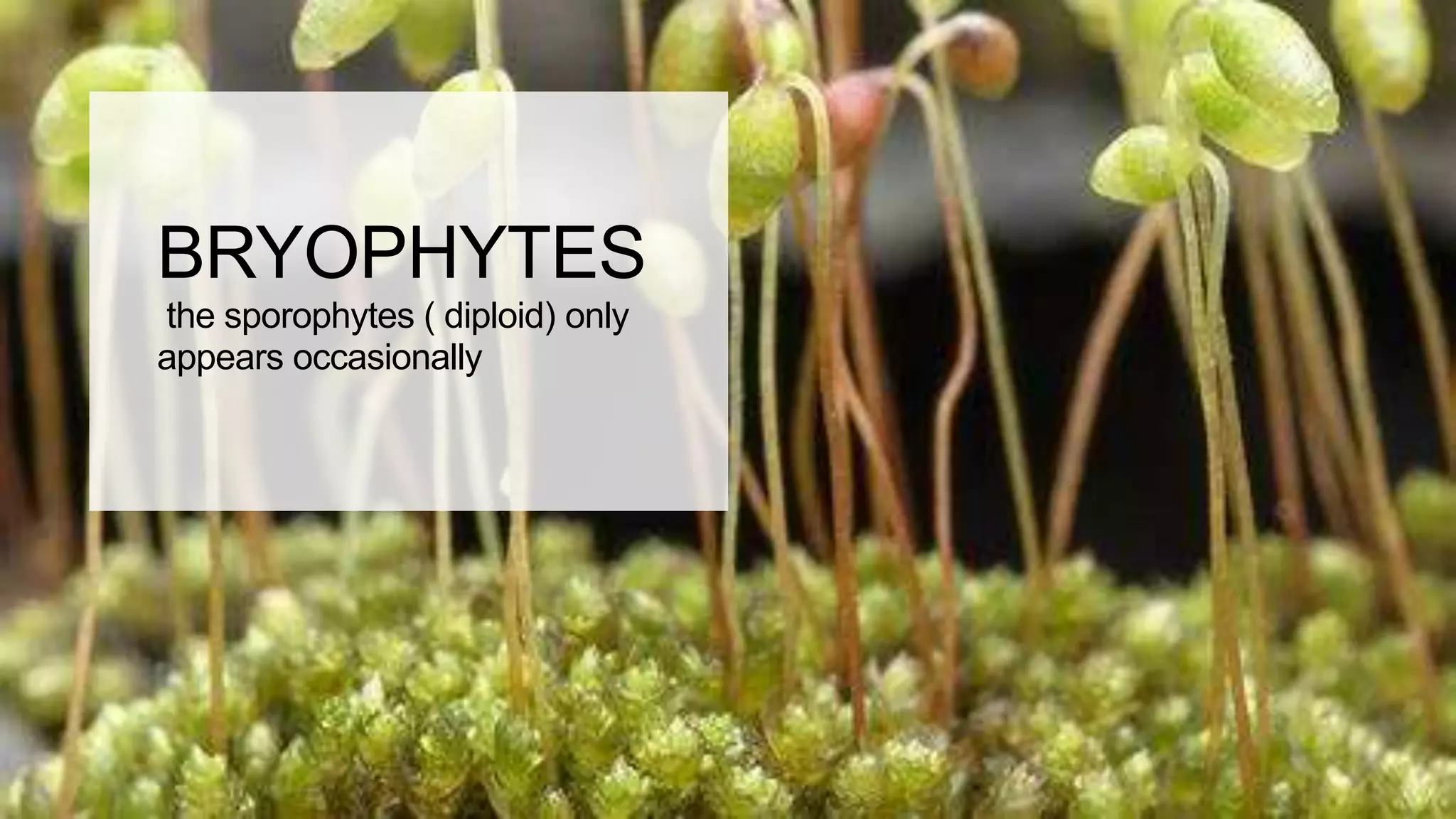 Murivhami RV plant division power point presentation.pptx