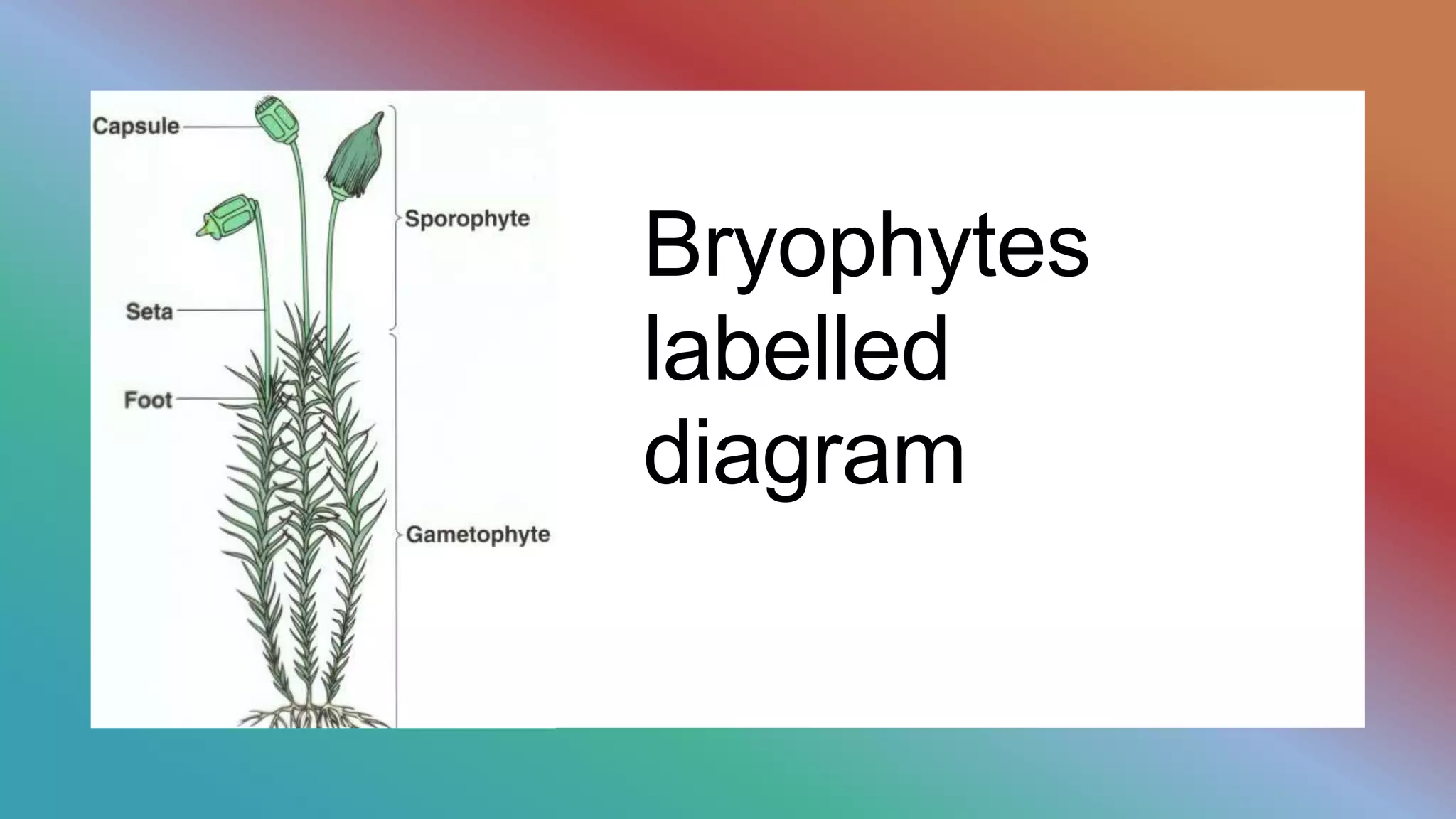 Murivhami RV plant division power point presentation.pptx
