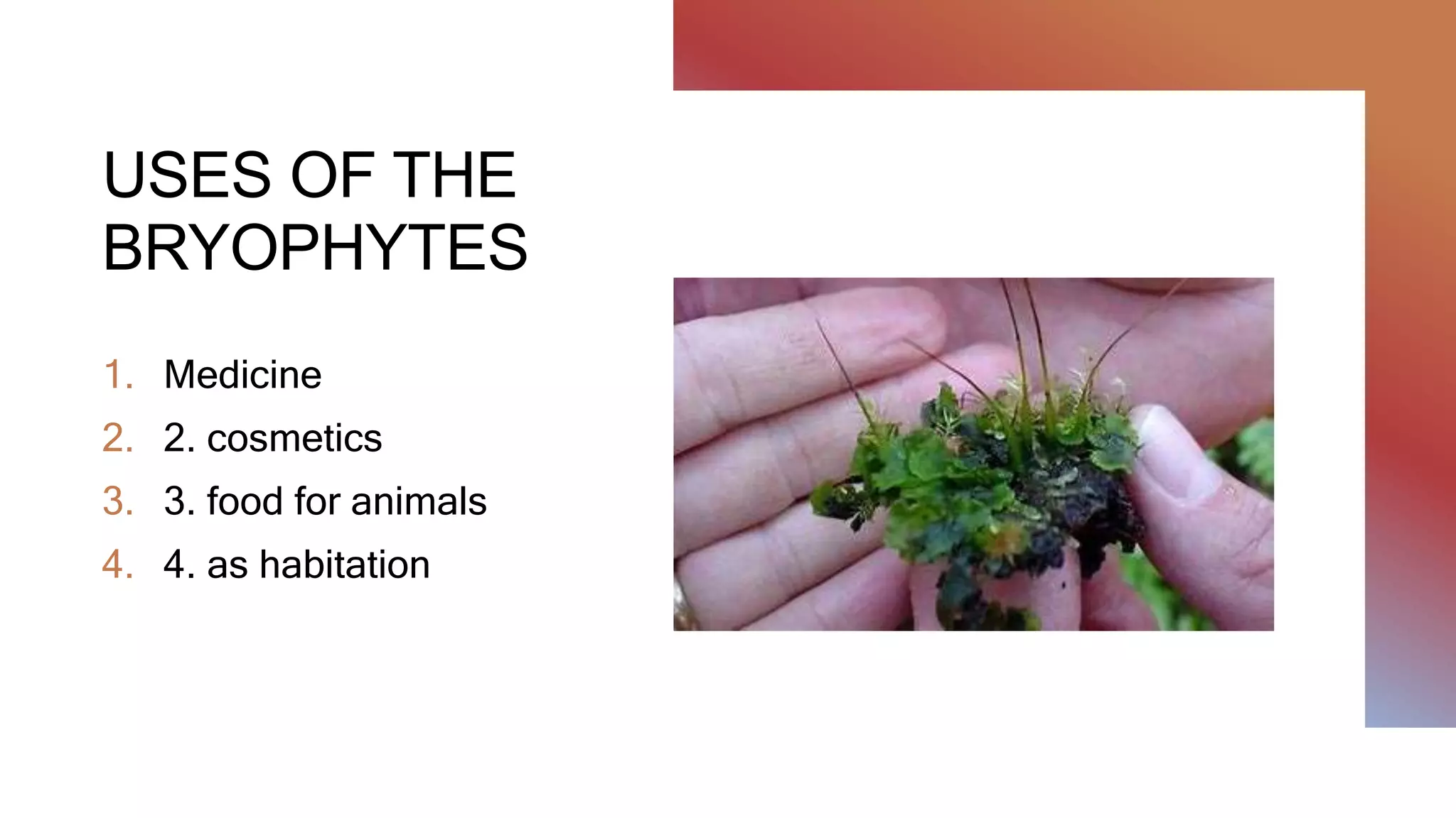 Murivhami RV plant division power point presentation.pptx