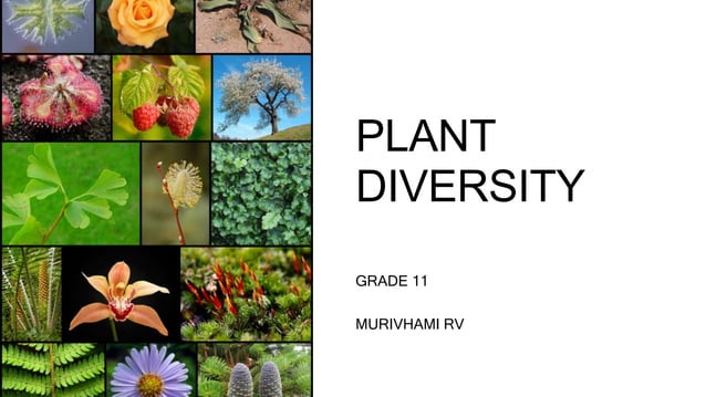 Murivhami RV plant division power point presentation.pptx