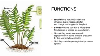 Murivhami RV plant division power point presentation.pptx