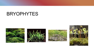 Murivhami RV plant division power point presentation.pptx