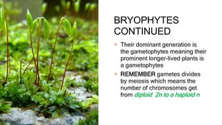 Murivhami RV plant division power point presentation.pptx