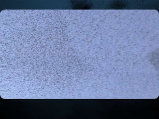 Murmuration event introduction james | PPT