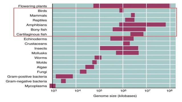 C VALUE, C VALUE PARADOX , COT CURVE ANALYSIS.pptx | Biological ...