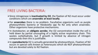 MURUGAVENI B NITROGEN FIXATION & MECHANISM.pptx