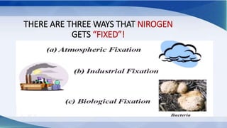MURUGAVENI B NITROGEN FIXATION & MECHANISM.pptx