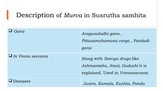 Contraversy of the moorva with Available Sources of Murva | PPTX