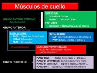 MUACULOS DEL CUELLO | PPTX