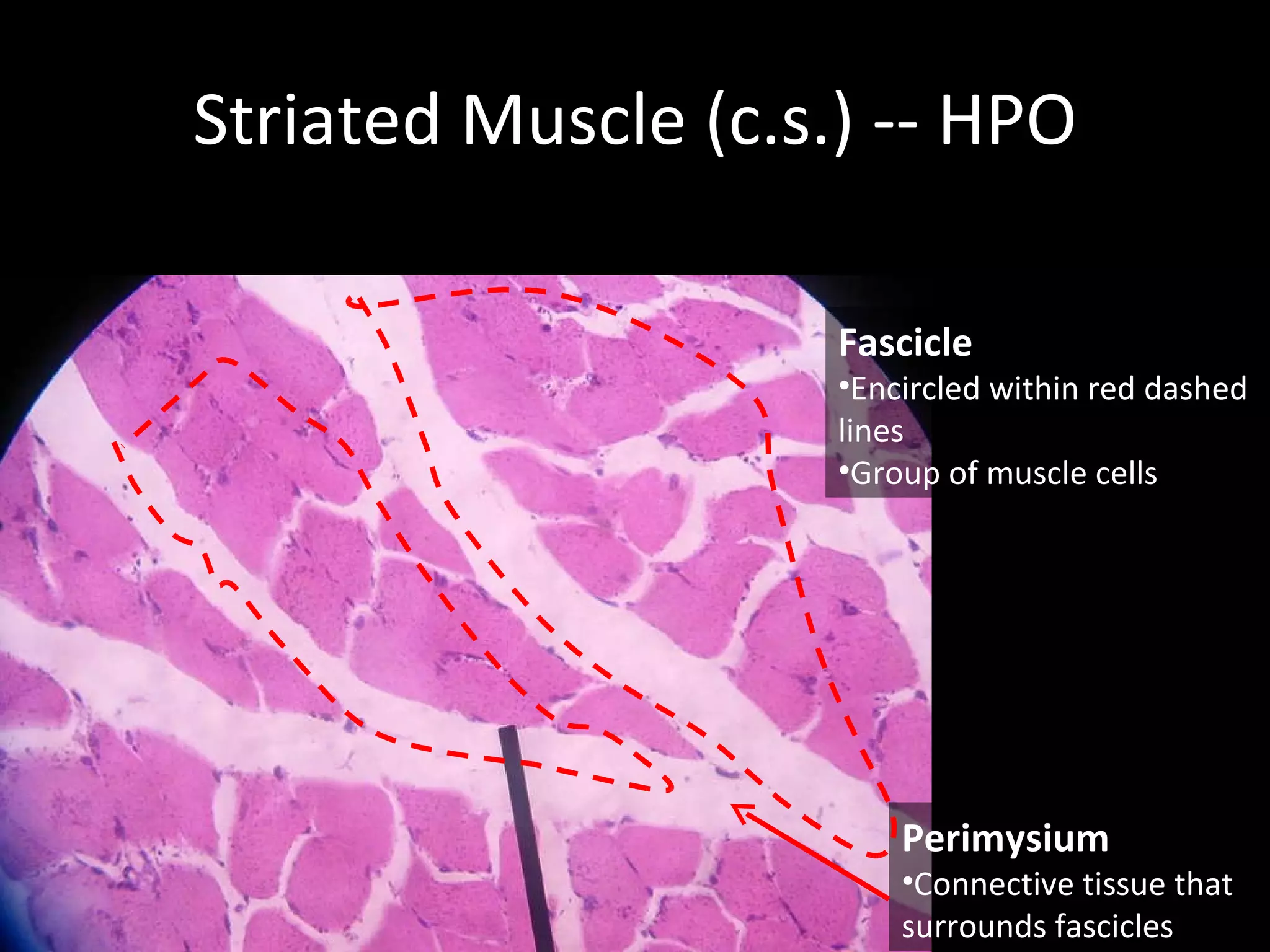 MUS_081610_muscles | PPT