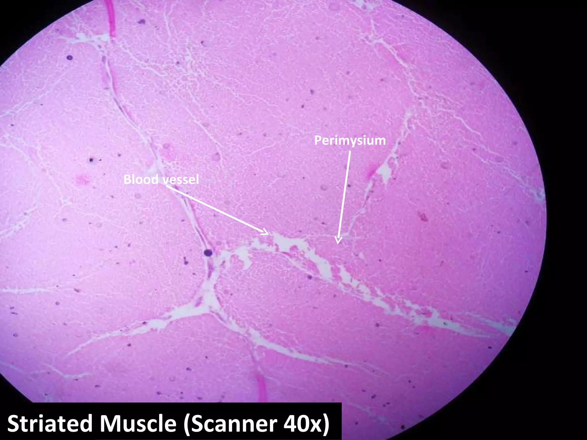 MUS_081610_muscles | PPT