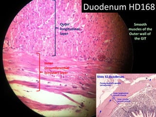 MUS_081610_muscles | PPT