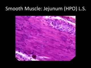 MUS_081610_muscles | PPT