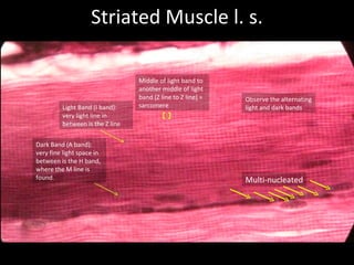 MUS_081610_muscles | PPT