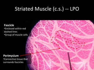 MUS_081610_muscles | PPT