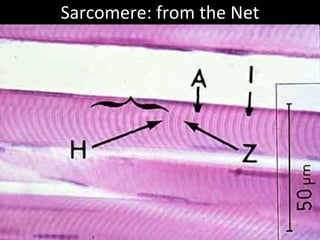 Z Line Histology