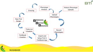 Musa base phenotyping workflow demo | PPT
