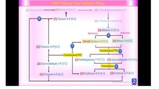 Hexose monophosphate shunt pathway is an alternative form of | PPTX