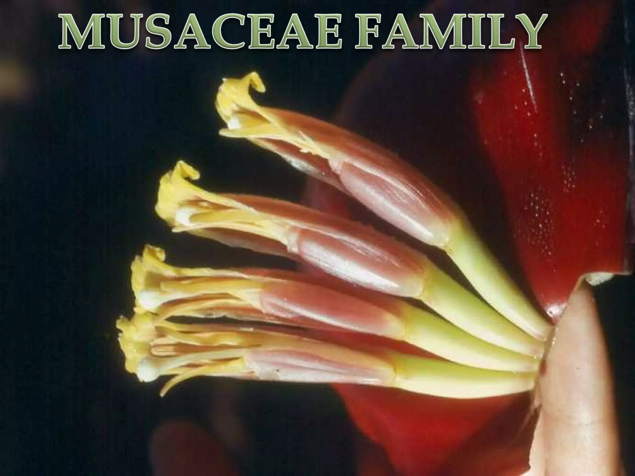 Musaceae family | PPT