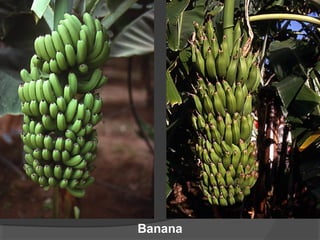 Musaceae family | PPT