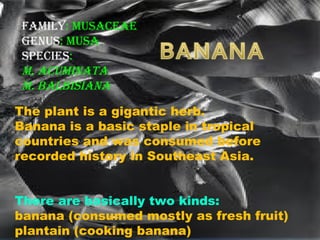 Musaceae family | PPT
