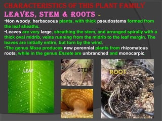Musaceae family | PPT